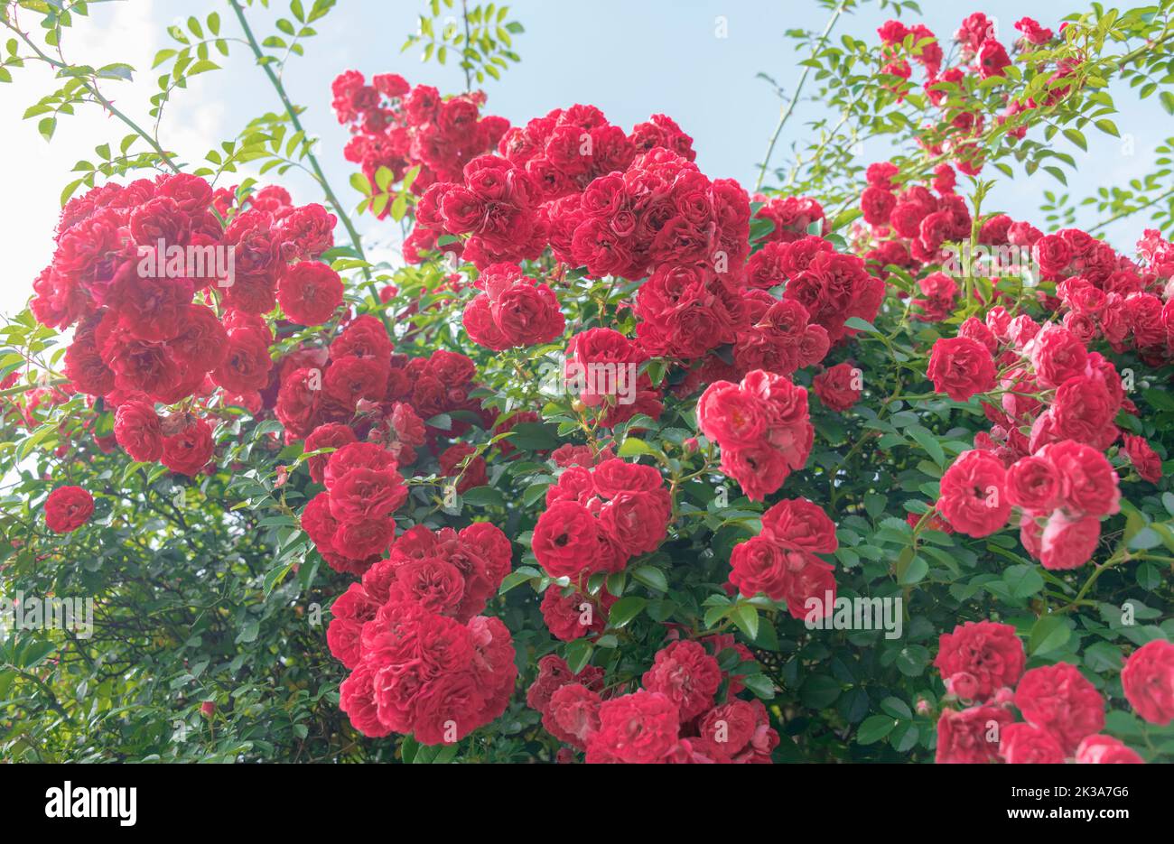 Red Rose Garden of Flower Dance World Scenic Spot in Chengdu, Sichuan ...