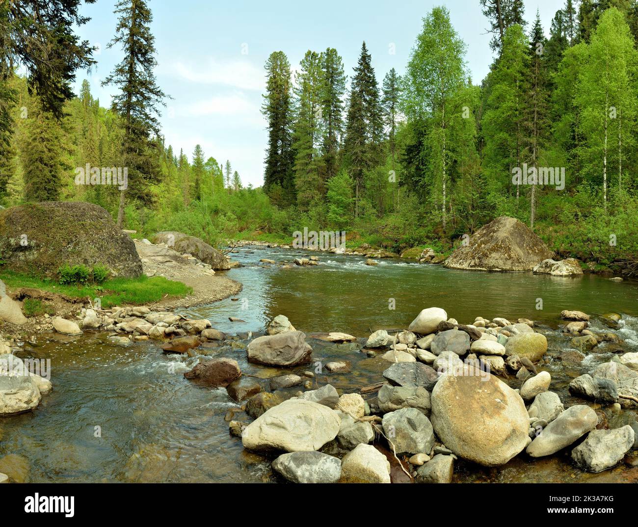 A stormy stream of a beautiful river flowing through a coniferous ...