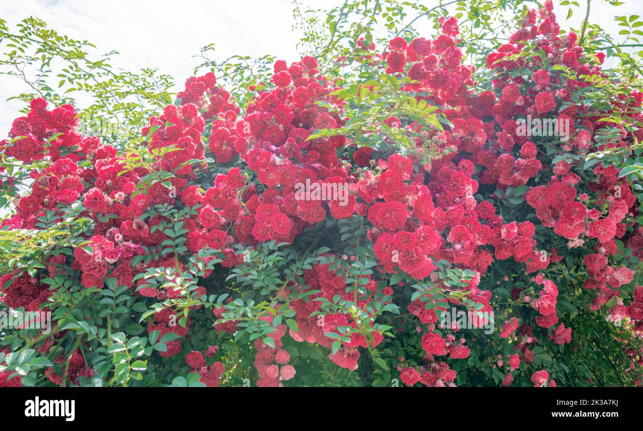 Red Rose Garden of Flower Dance World Scenic Spot in Chengdu, Sichuan ...