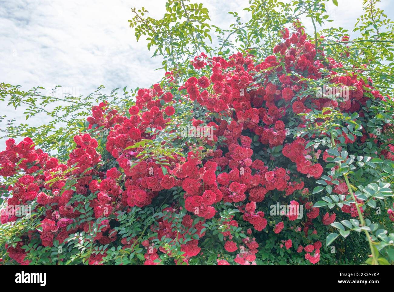 Red Rose Garden of Flower Dance World Scenic Spot in Chengdu, Sichuan ...