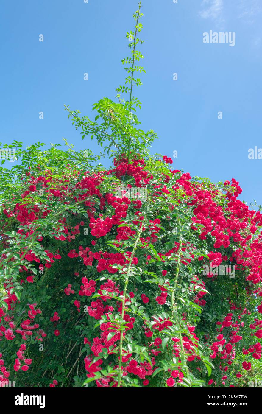 Red Rose Garden of Flower Dance World Scenic Spot in Chengdu, Sichuan ...