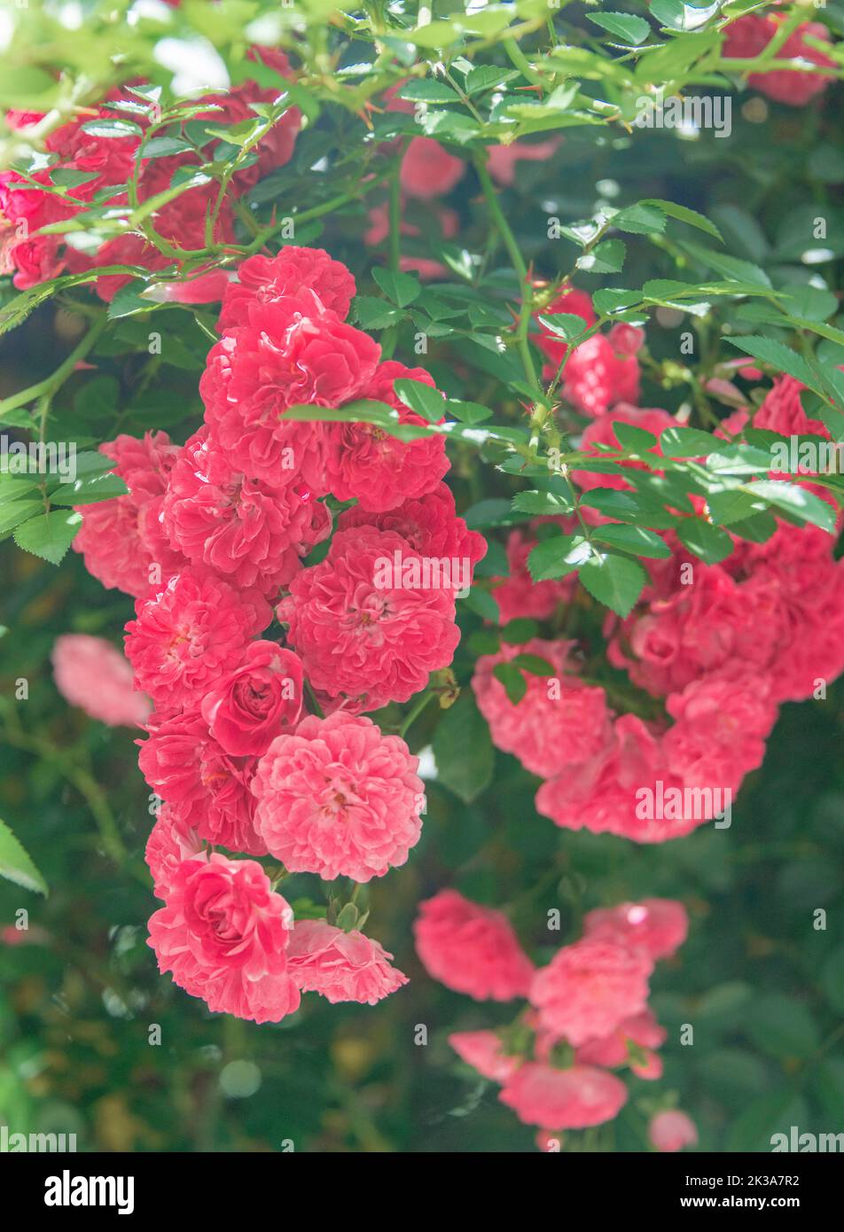 Red Rose Garden of Flower Dance World Scenic Spot in Chengdu, Sichuan ...