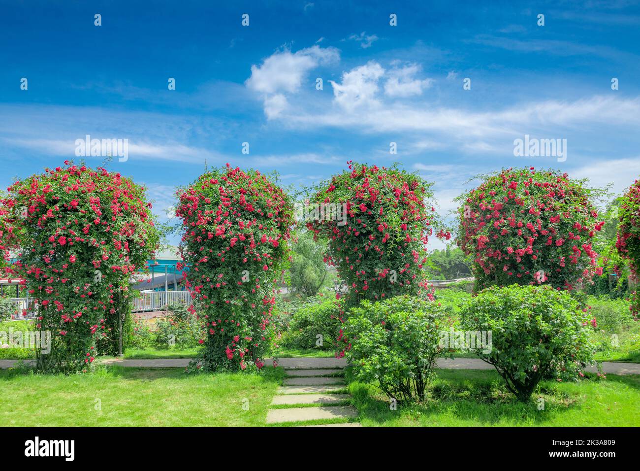 Red Rose Garden of Flower Dance World Scenic Spot in Chengdu, Sichuan ...