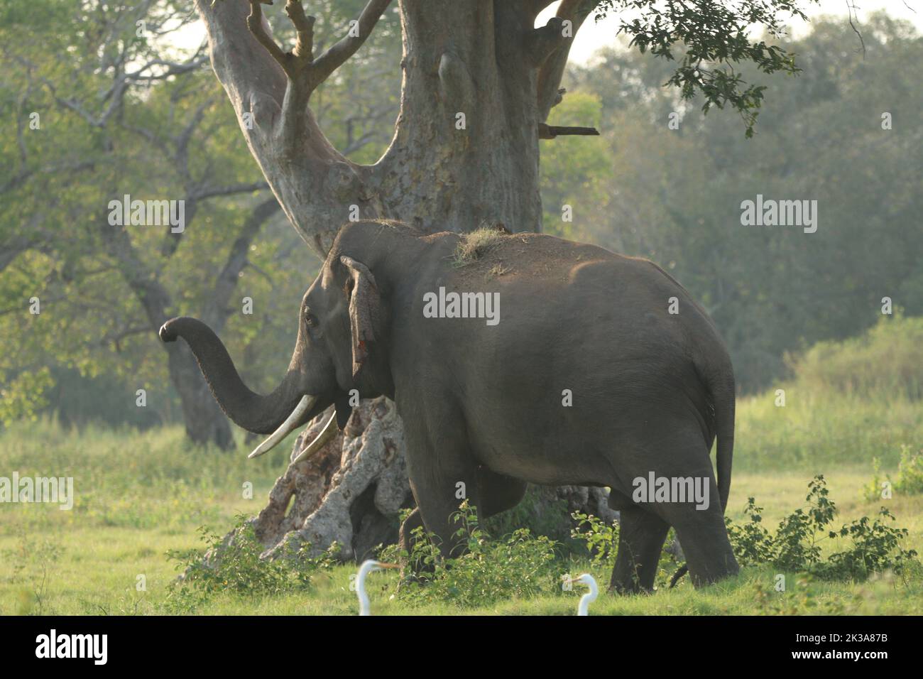 Sri Lankan Elephants and Tuskers Stock Photo - Alamy