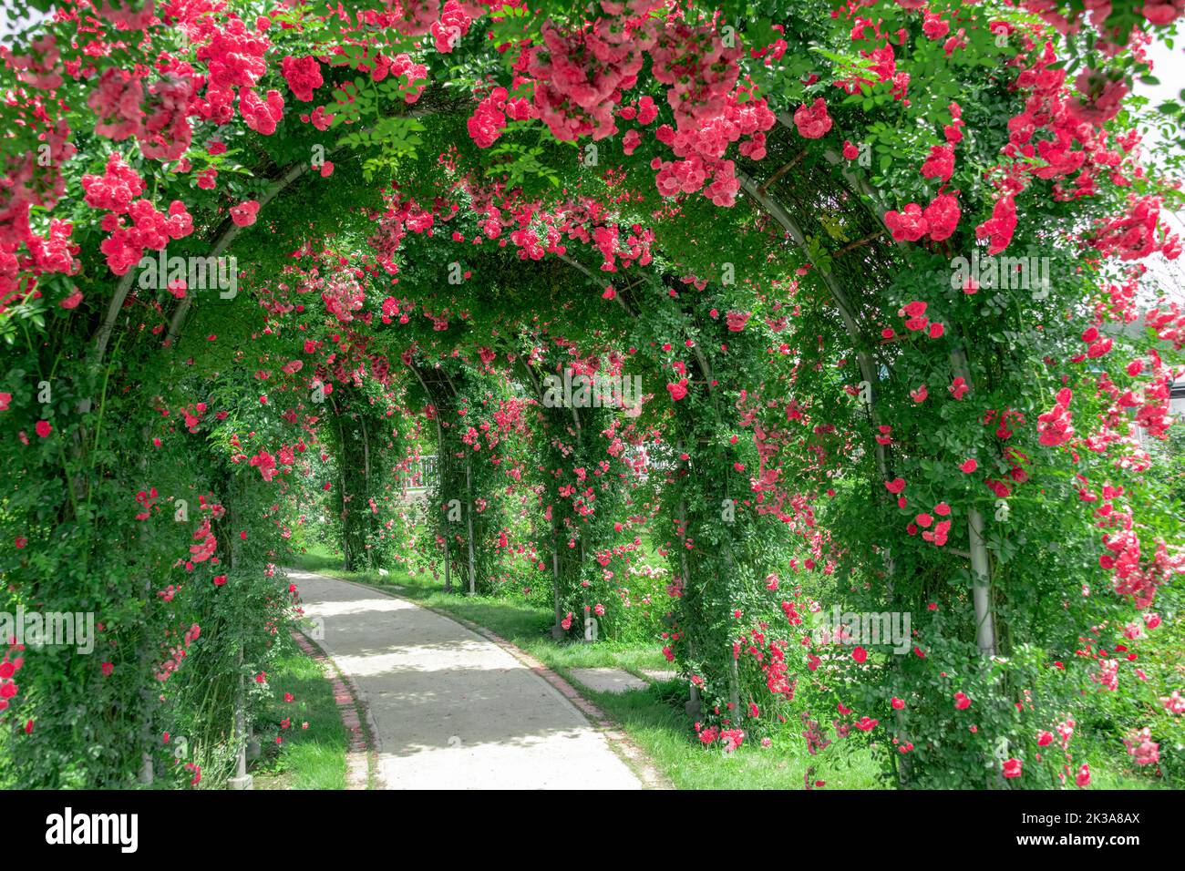 Red Rose Garden of Flower Dance World Scenic Spot in Chengdu, Sichuan ...