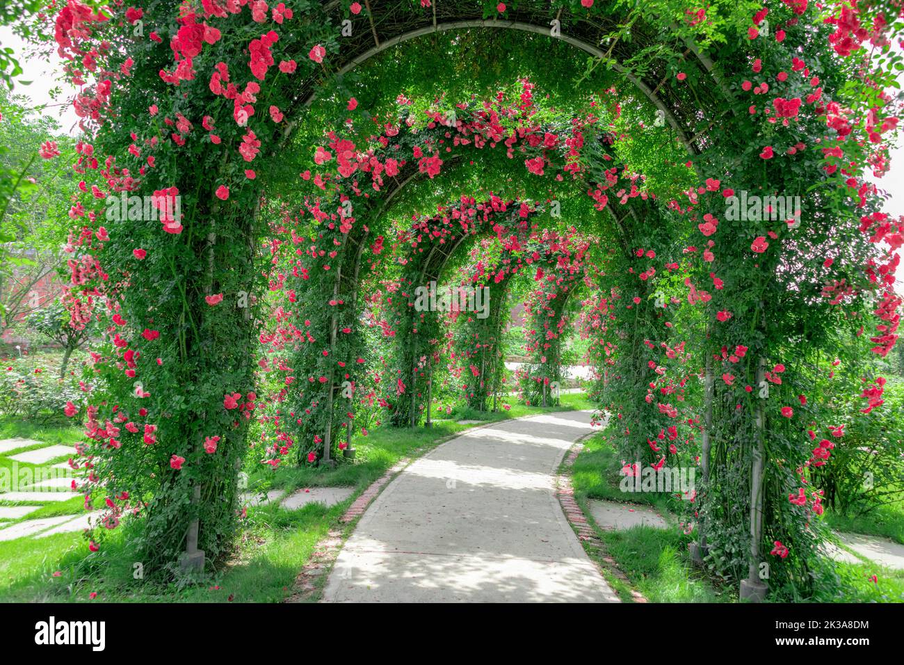 Red Rose Garden of Flower Dance World Scenic Spot in Chengdu, Sichuan ...