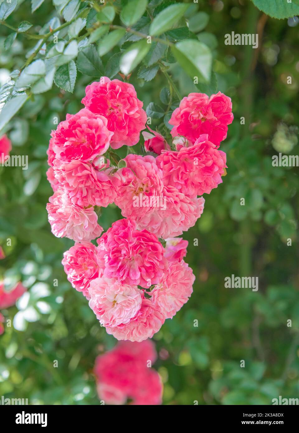 Red Rose Garden of Flower Dance World Scenic Spot in Chengdu, Sichuan ...
