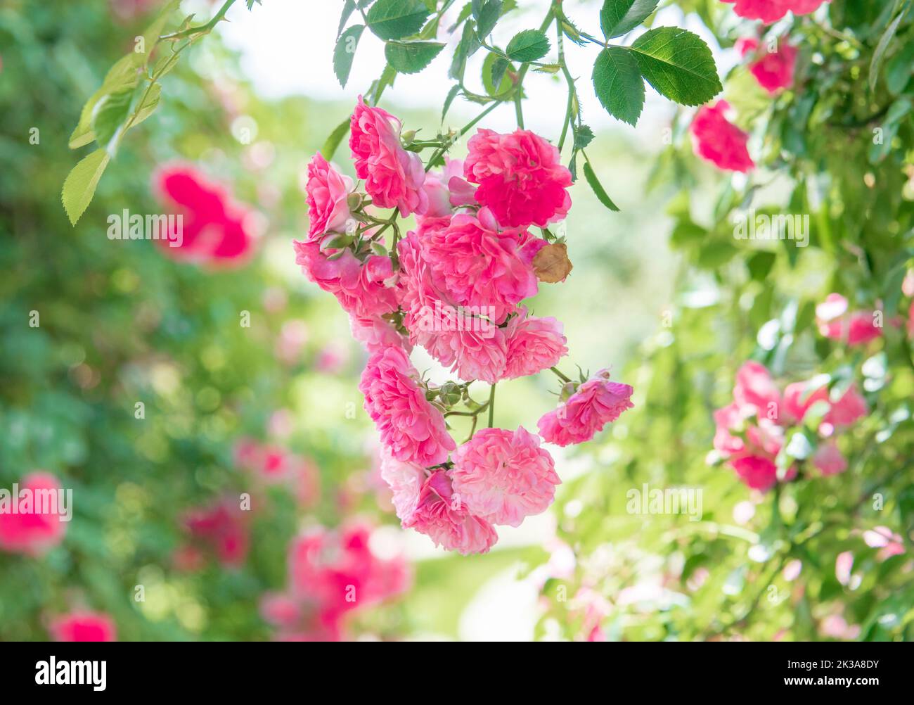 Red Rose Garden of Flower Dance World Scenic Spot in Chengdu, Sichuan ...