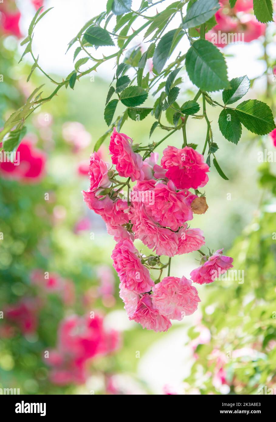 Red Rose Garden of Flower Dance World Scenic Spot in Chengdu, Sichuan ...