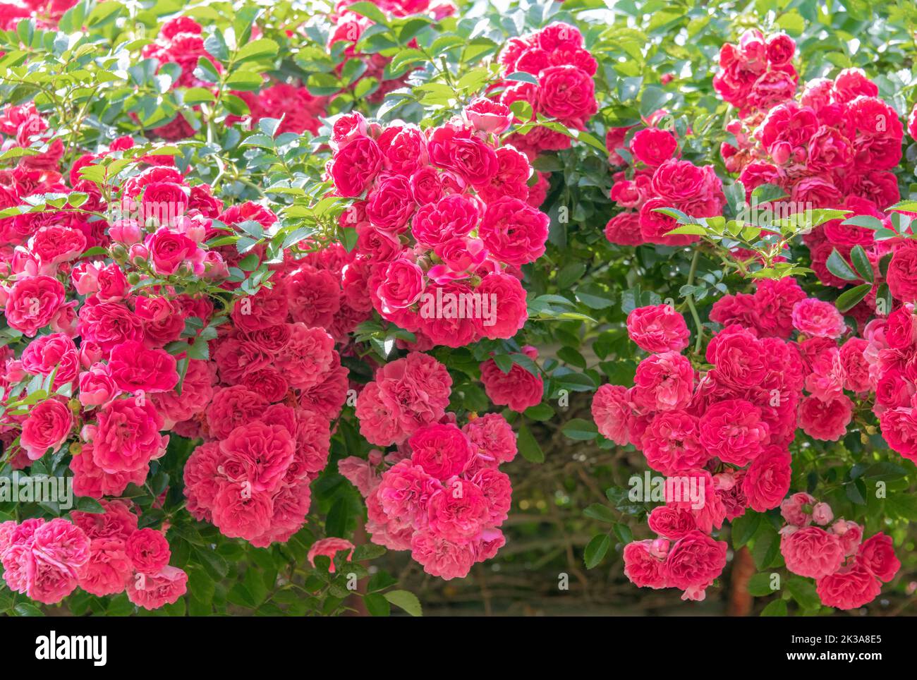 Red Rose Garden of Flower Dance World Scenic Spot in Chengdu, Sichuan ...