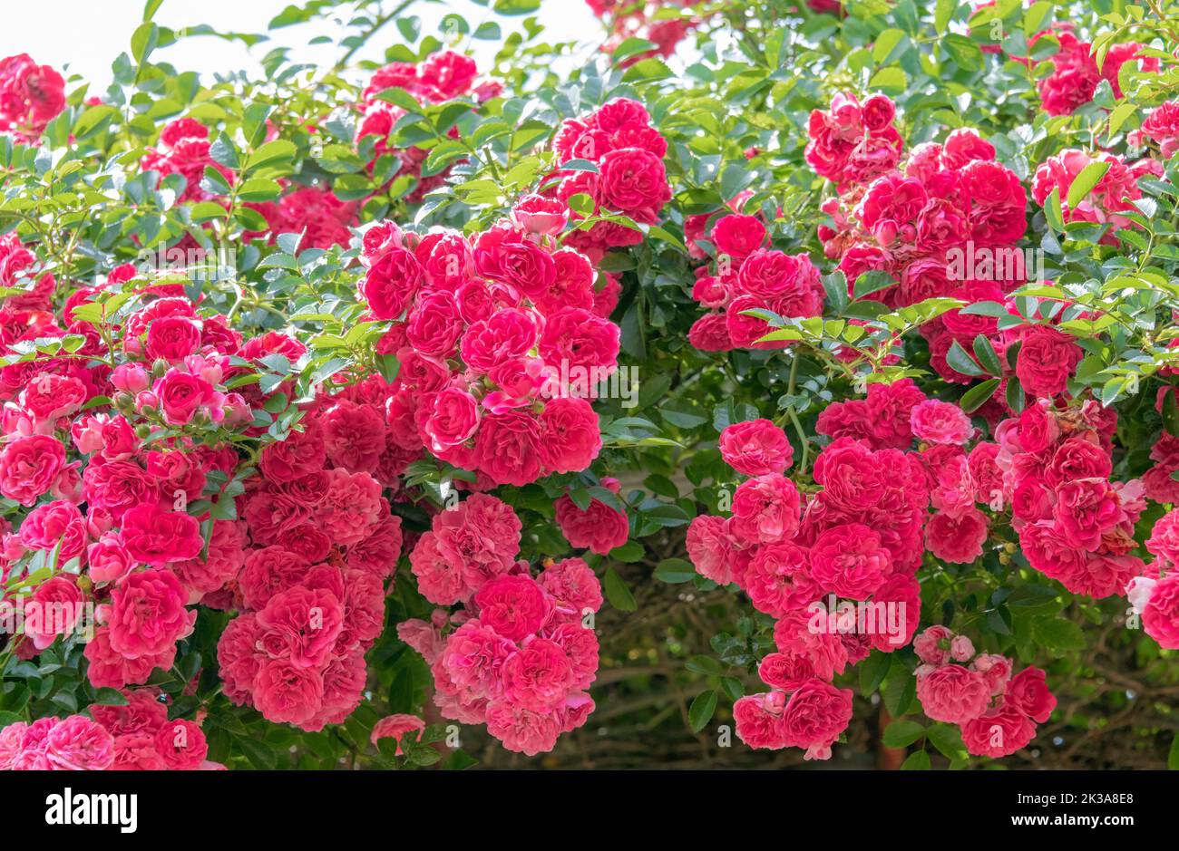 Red Rose Garden of Flower Dance World Scenic Spot in Chengdu, Sichuan ...