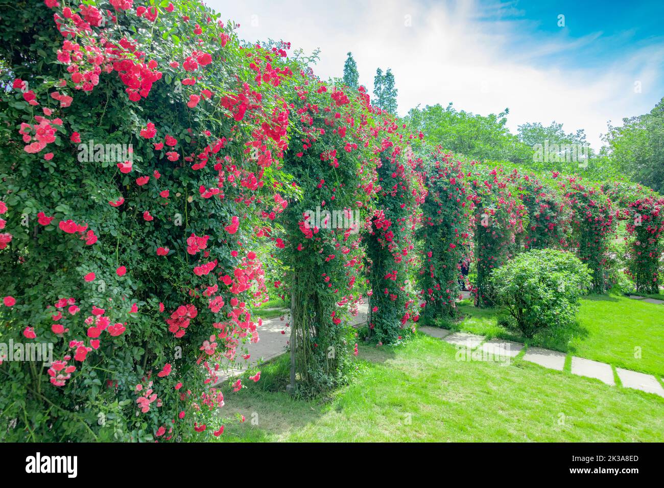Red Rose Garden of Flower Dance World Scenic Spot in Chengdu, Sichuan ...