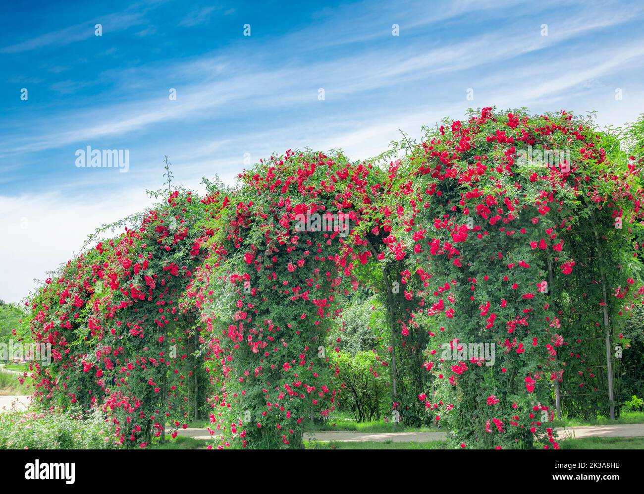 Red Rose Garden of Flower Dance World Scenic Spot in Chengdu, Sichuan ...