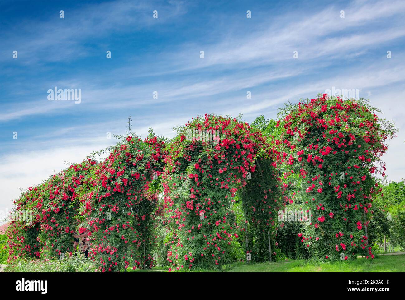 Red Rose Garden of Flower Dance World Scenic Spot in Chengdu, Sichuan ...
