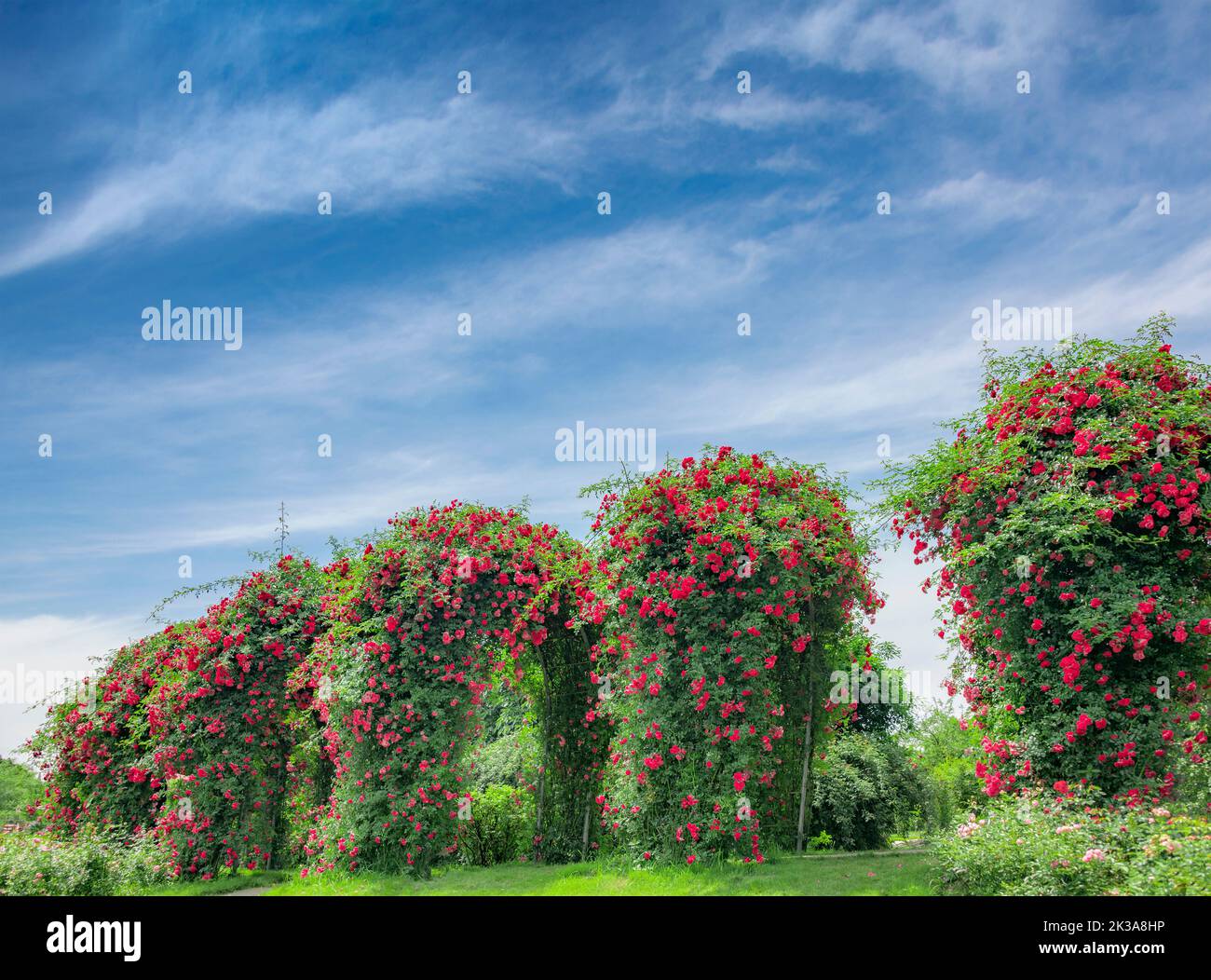 Red Rose Garden of Flower Dance World Scenic Spot in Chengdu, Sichuan ...