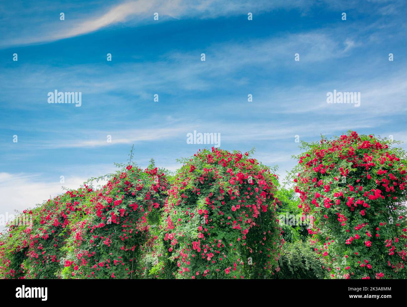 Red Rose Garden of Flower Dance World Scenic Spot in Chengdu, Sichuan ...