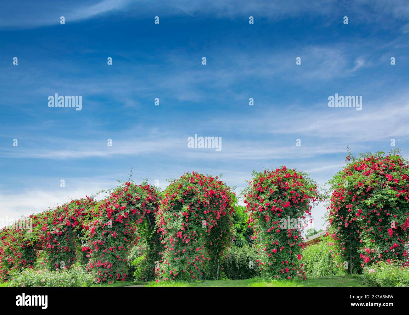 Red Rose Garden of Flower Dance World Scenic Spot in Chengdu, Sichuan ...