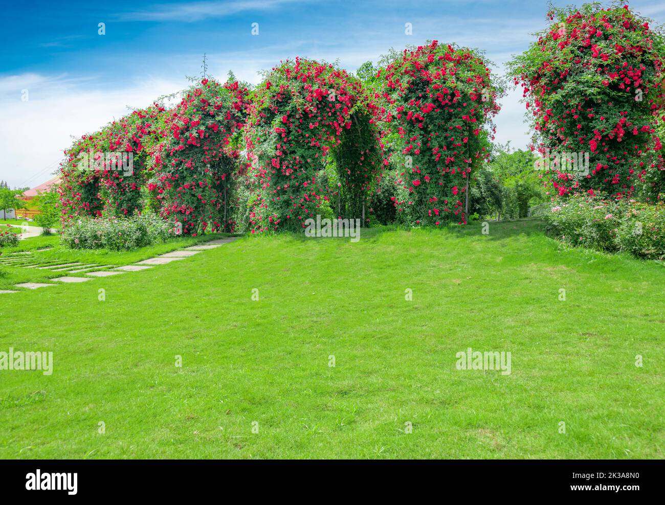 Red Rose Garden of Flower Dance World Scenic Spot in Chengdu, Sichuan ...