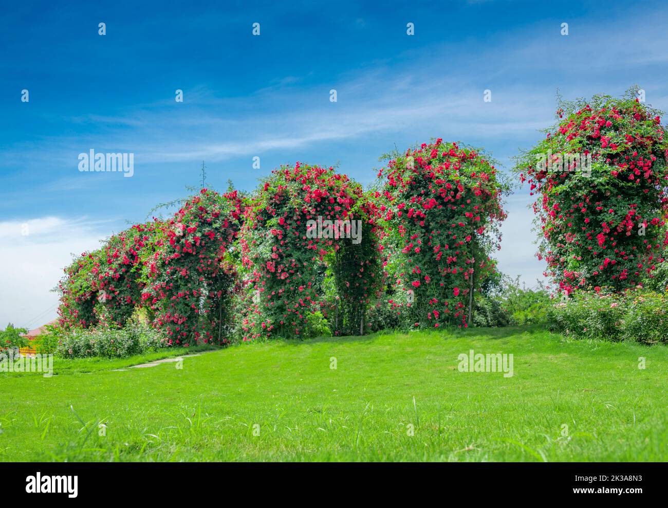 Red Rose Garden of Flower Dance World Scenic Spot in Chengdu, Sichuan ...