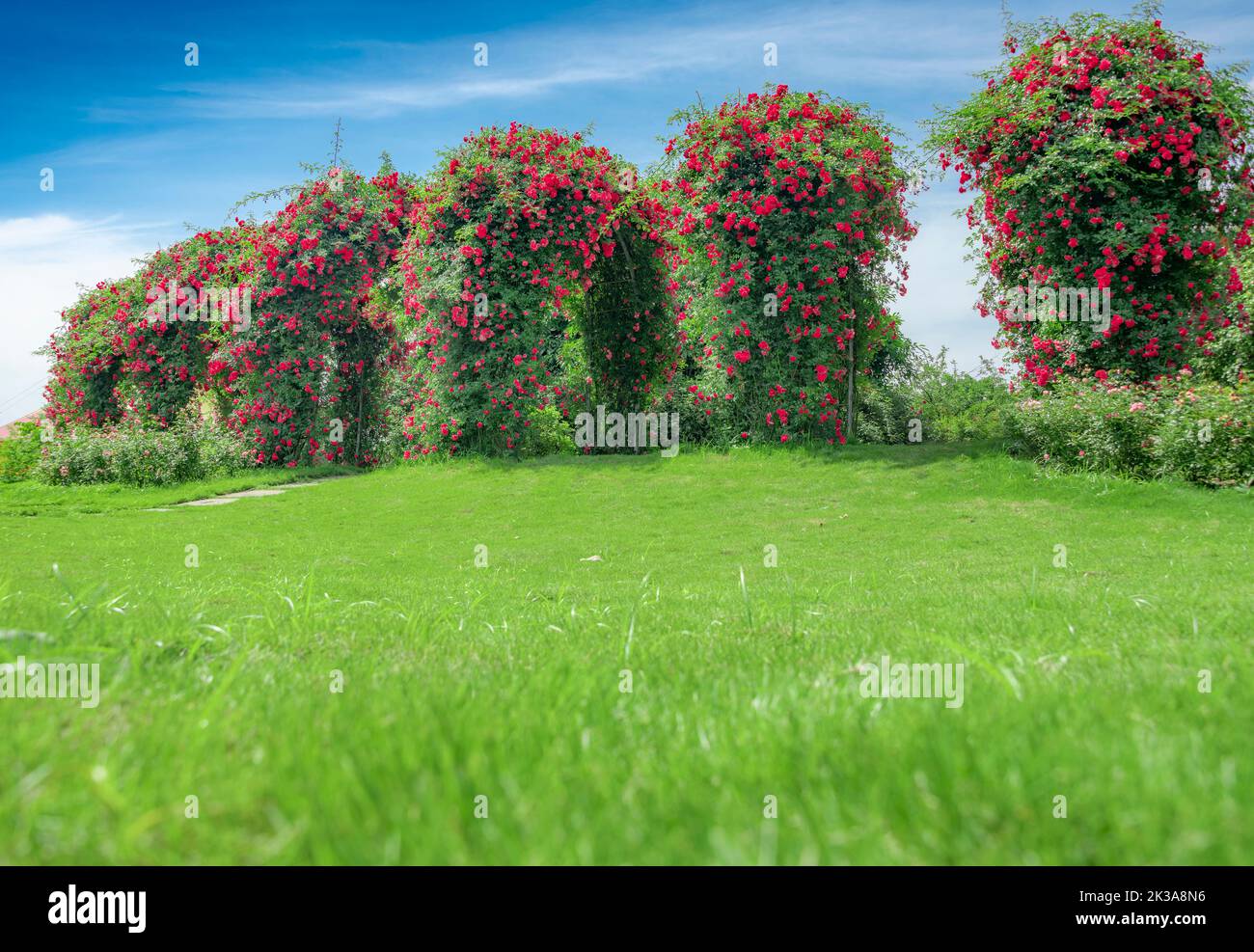 Red Rose Garden of Flower Dance World Scenic Spot in Chengdu, Sichuan ...