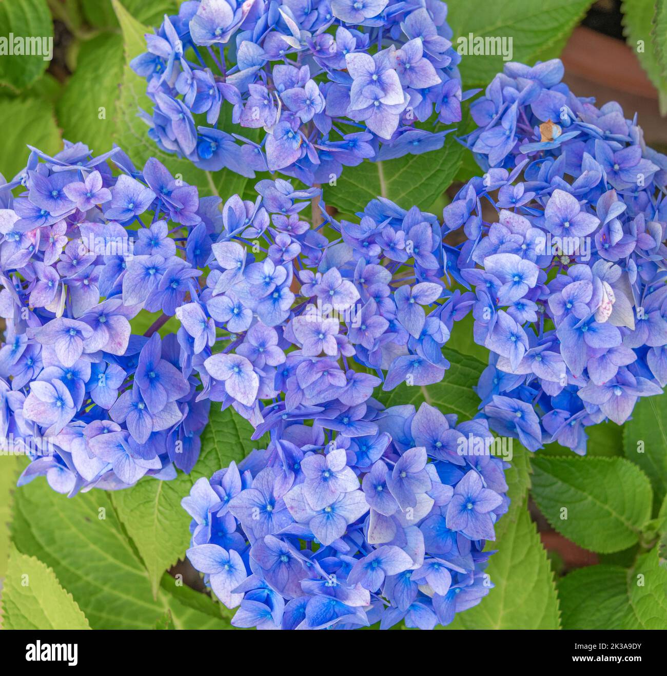 Close up of bright and beautiful hydrangea petals Stock Photo - Alamy