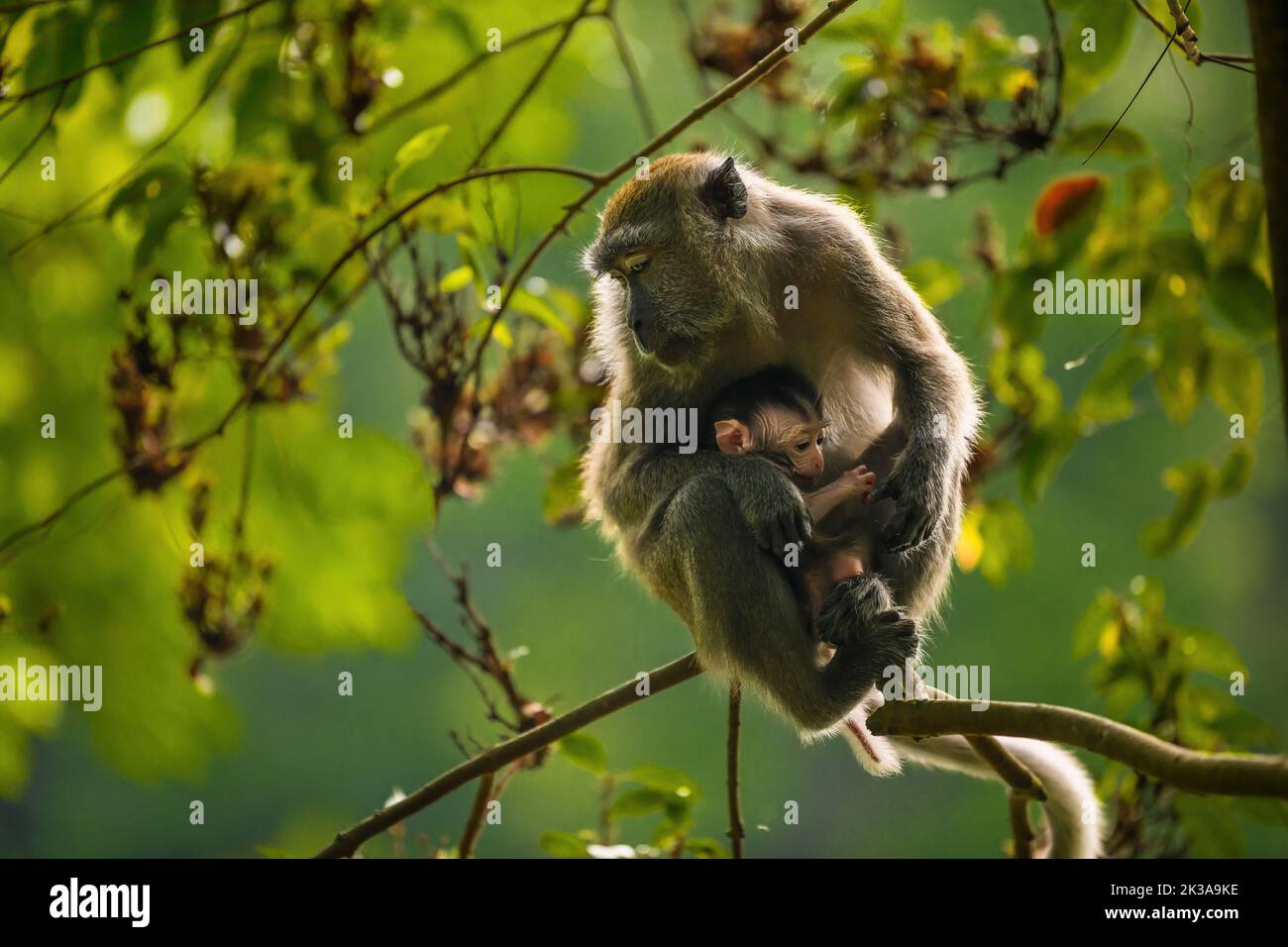 monkey mom holding her baby in her arms with warm sunshine Stock Photo ...