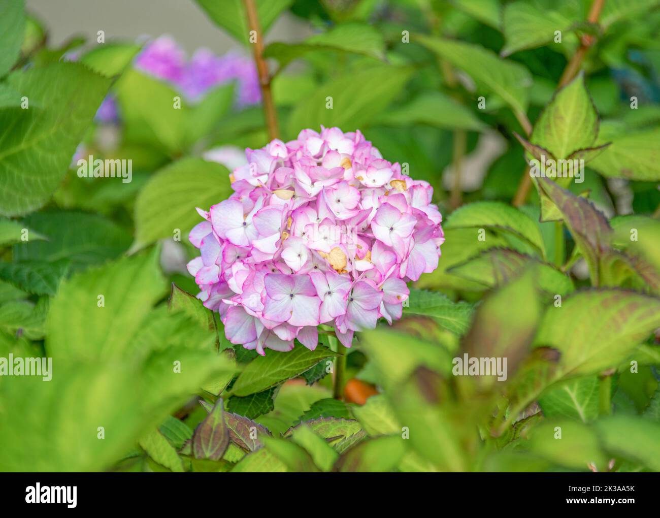 Close up of bright and beautiful hydrangea petals Stock Photo - Alamy