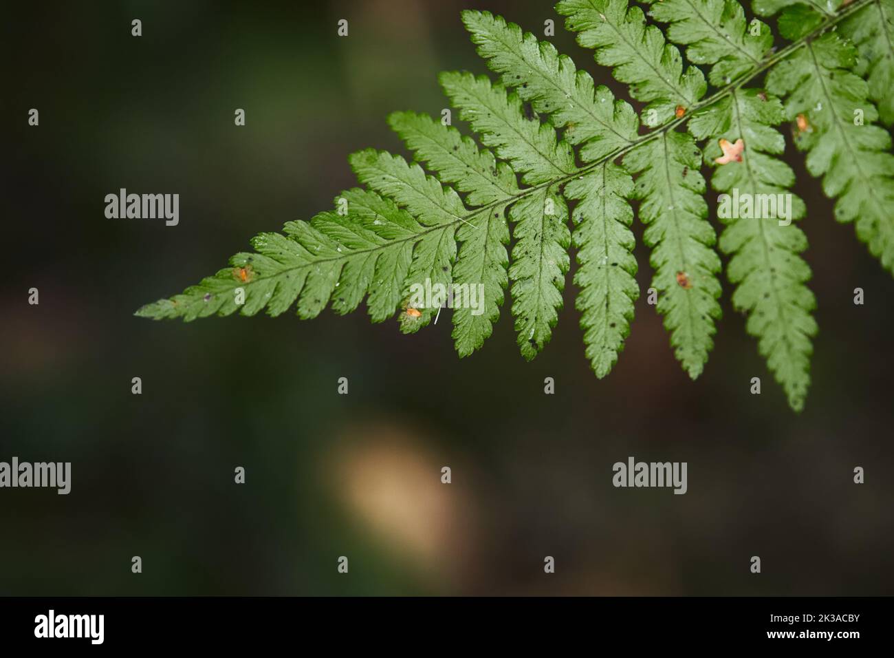 Polypodiophyta hi-res stock photography and images - Alamy
