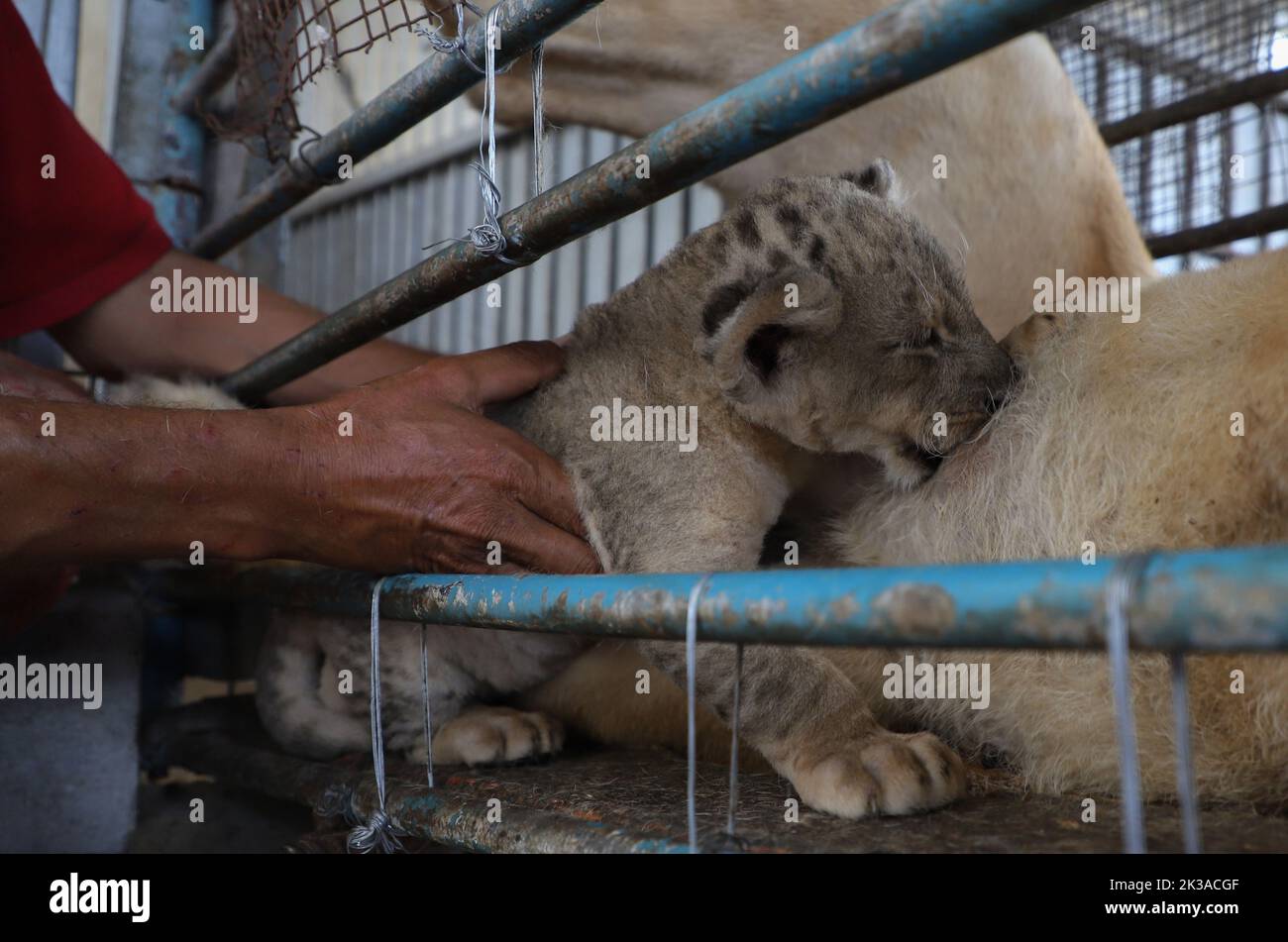 Gaza. 25th Sep, 2022. Keeper Mahmoud Al-Muzain takes care of a lion cub ...