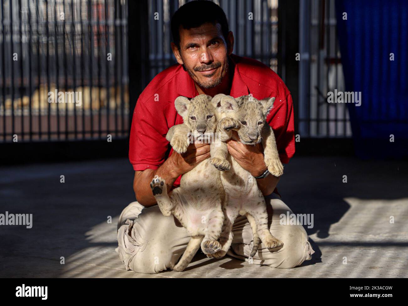 Gaza. 25th Sep, 2022. Keeper Mahmoud Al-Muzain poses with three lion ...