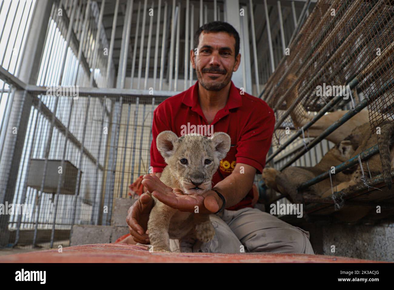 Gaza. 25th Sep, 2022. Keeper Mahmoud Al-Muzain poses with a lion cub at ...