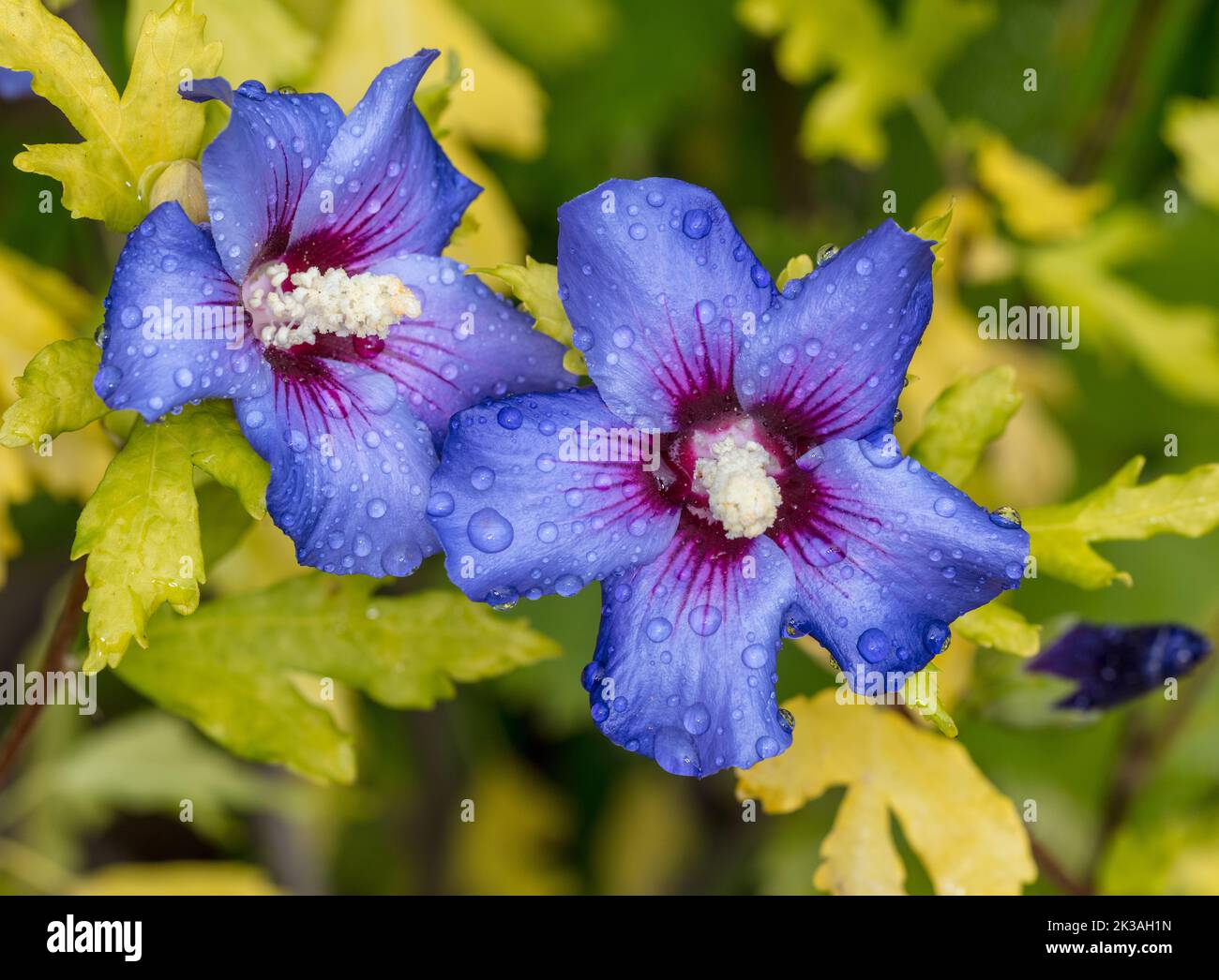 'Oiseau Bleu, Blue Bird' Rose of Sharon, Frilandshibiskus (Hibiscus ...