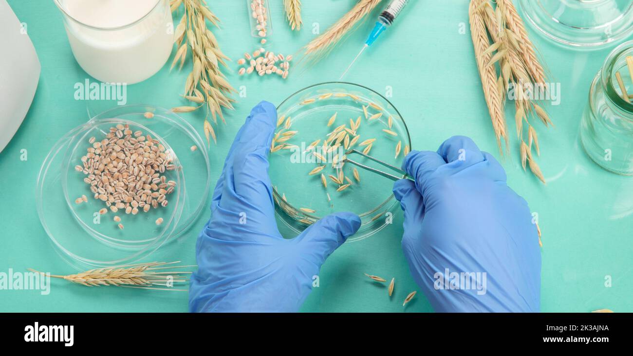 Analyzing agricultural wheat grains in laboratory. Wheat genetically ...