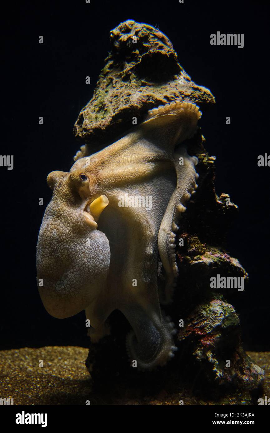 Octopus underwater black hi-res stock photography and images - Alamy