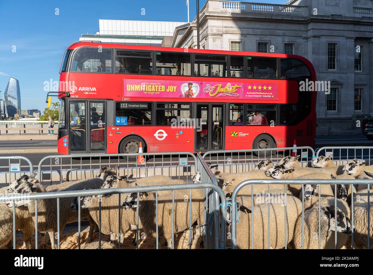 London Bus drives by Penned Sheep on London Bridge The 10th anniversary ...