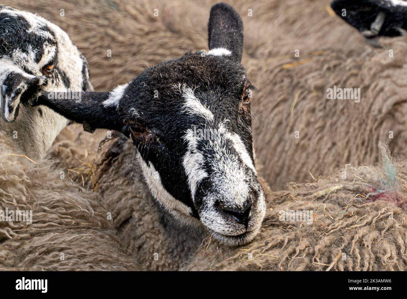Close up view of a Sheep during the event. The 10th anniversary of The ...