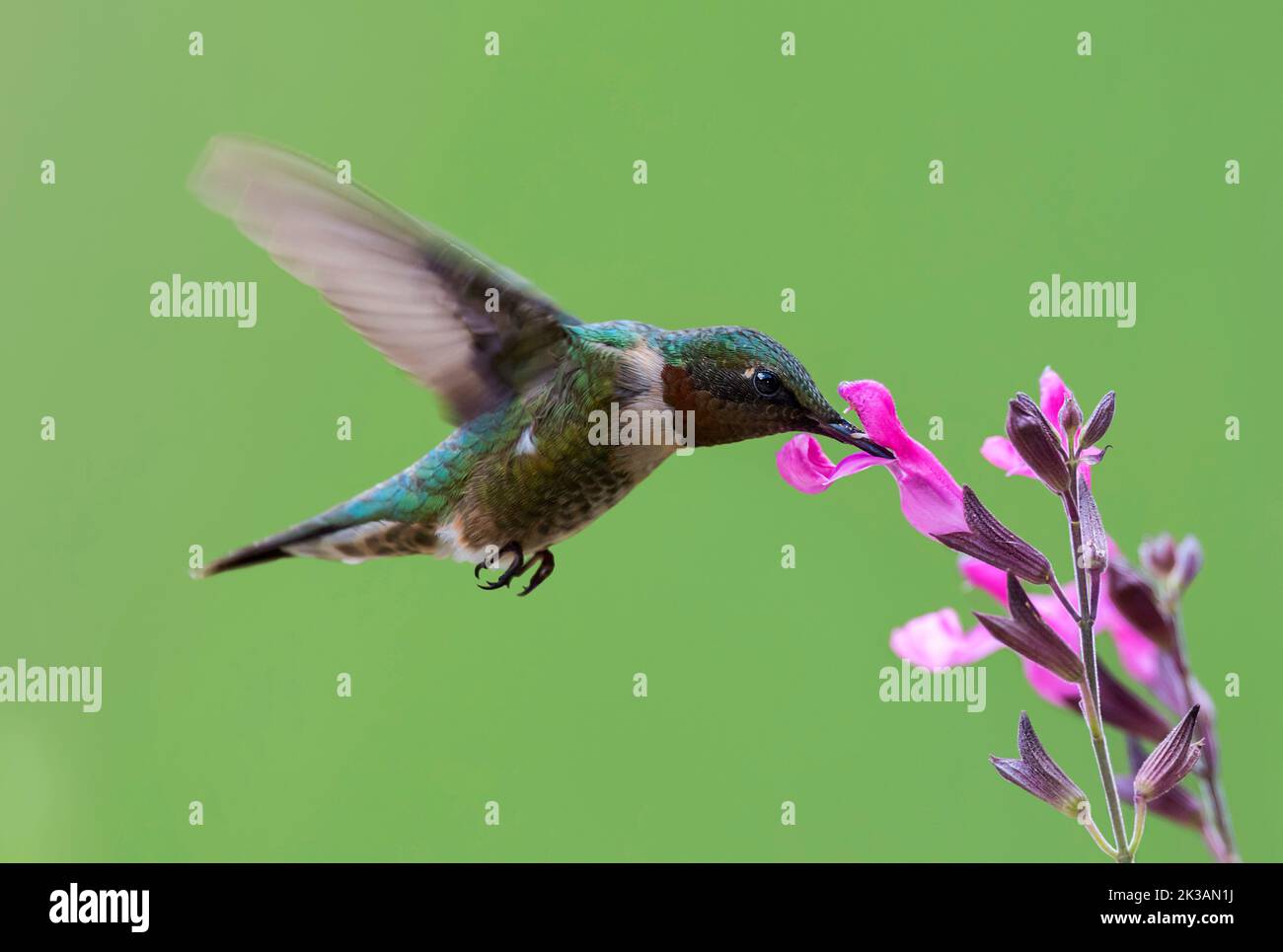 Male Black-chinned hummingbird in action Stock Photo - Alamy