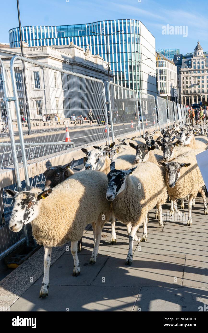 Sheep being walked over London Bridge. The 10th anniversary of The ...