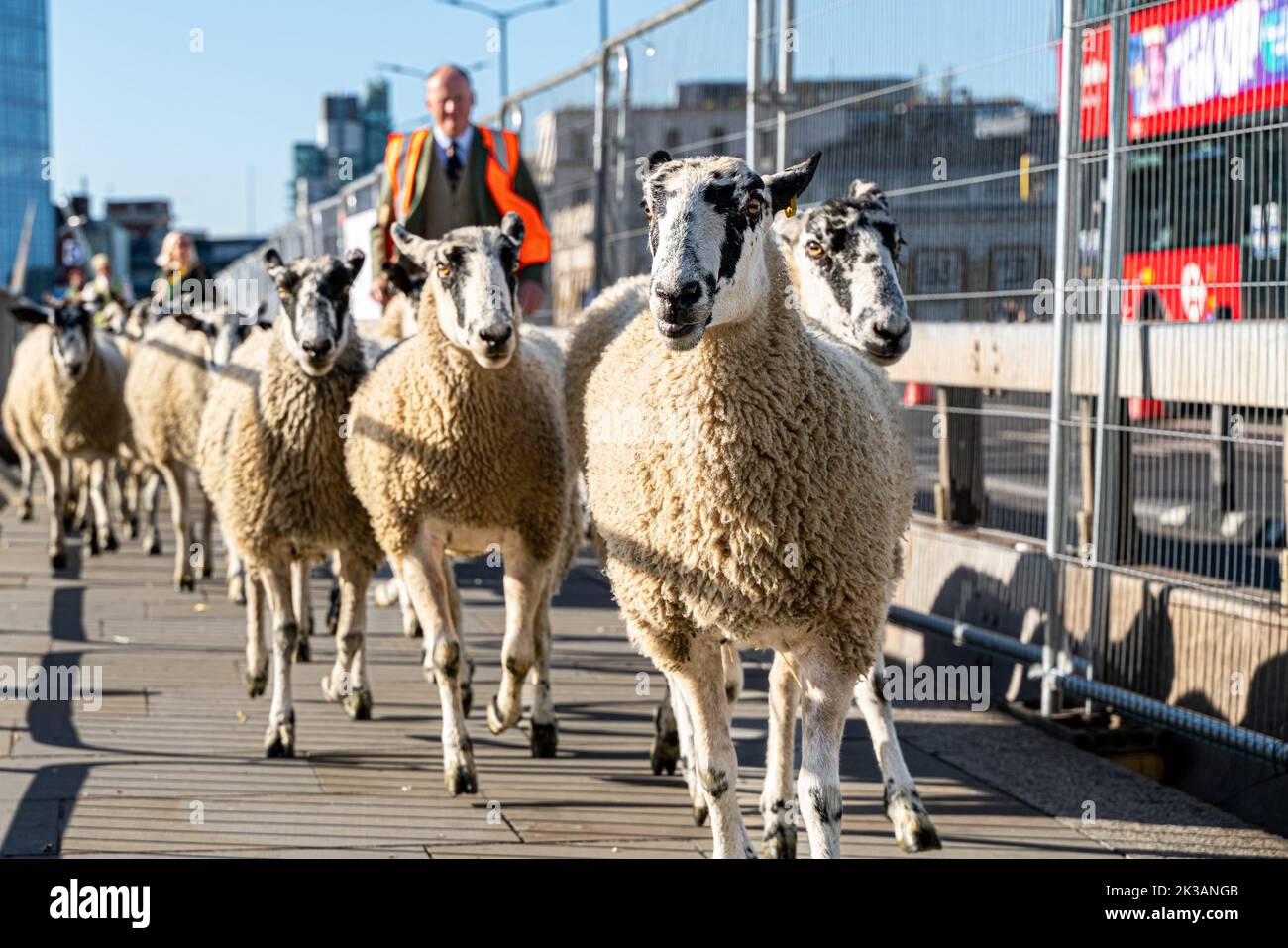 Sheep being walked over London Bridge. The 10th anniversary of The ...