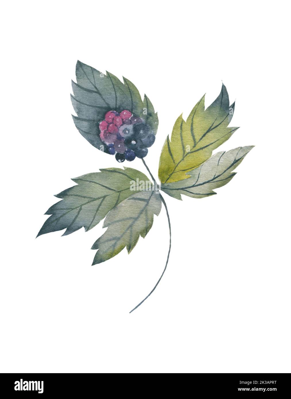 Botanical blackberry illustration hi-res stock photography and images ...