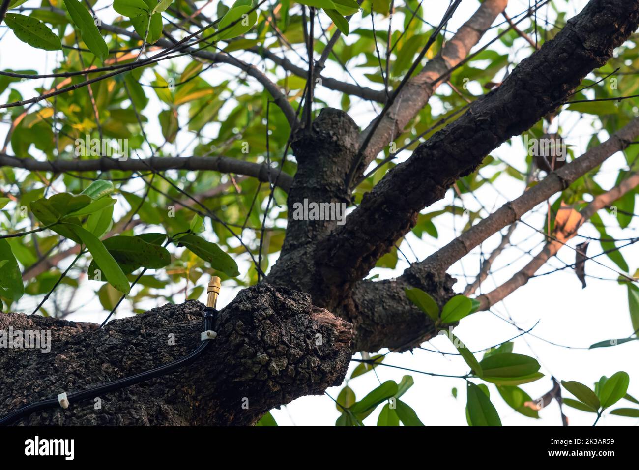 Brass Mist Nozzles Or Sprinklers For Spraying Water Spray On Trees Mist Nozzle Water Spraying