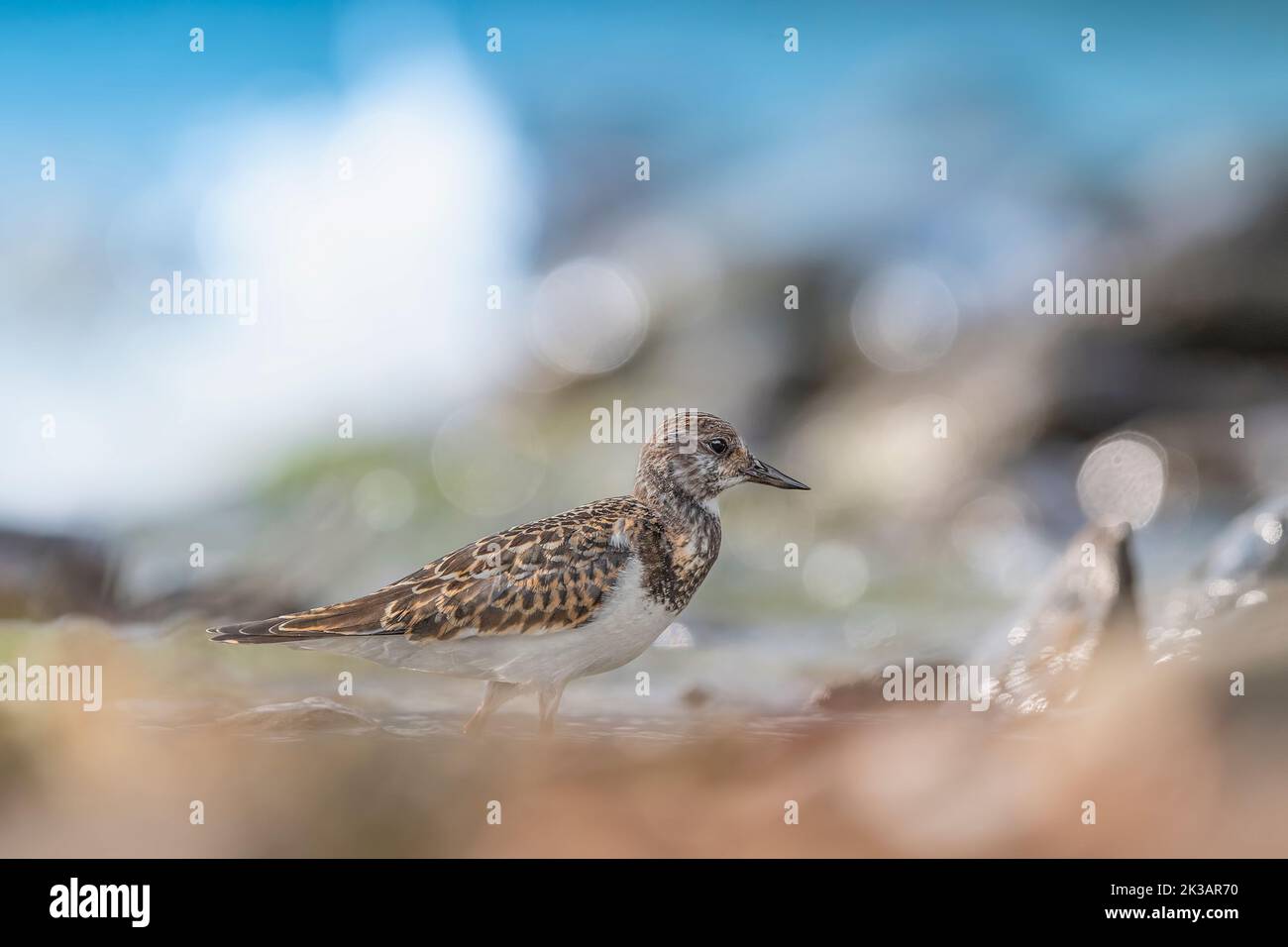 The ruddy turnstone, fine art portrait (Arenaria interpres Stock Photo ...