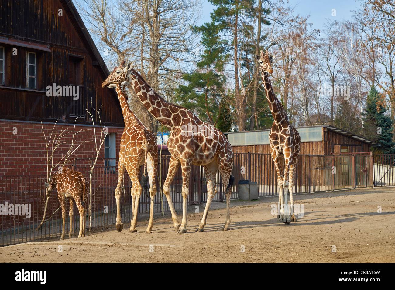 Giraffes family walk in aviary at Wroclaw Zoo. Wild animal Stock Photo ...