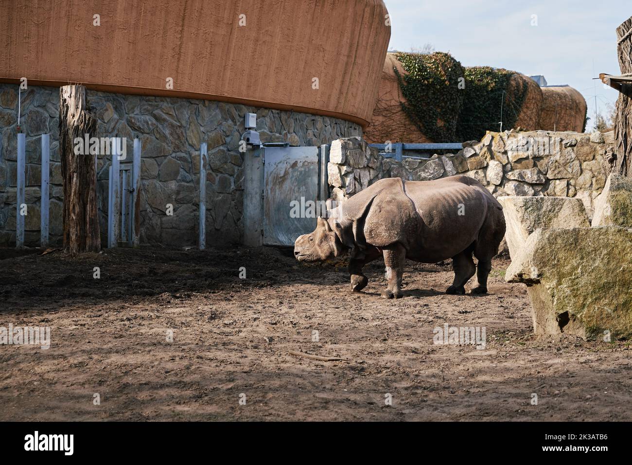 Rhinoceros in Wroclaw Zoo. Indian rhinoceros portrait Stock Photo - Alamy