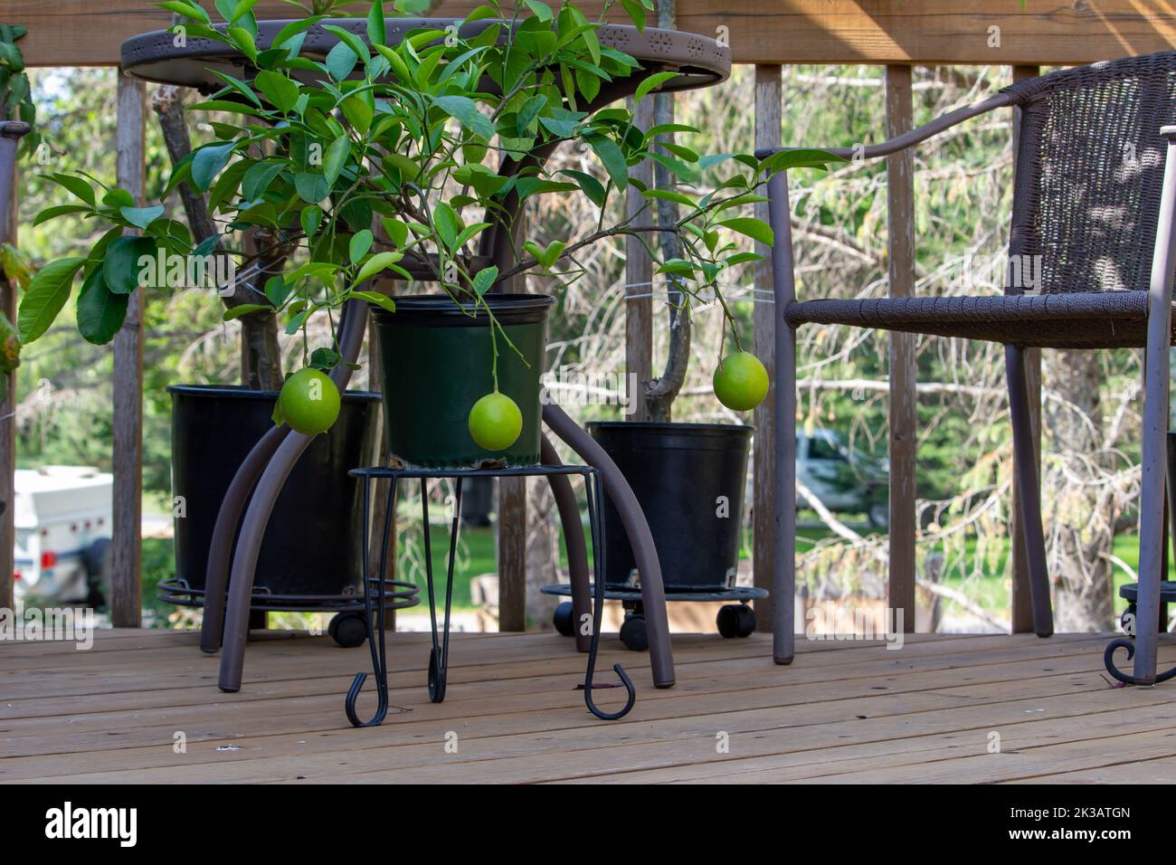 Small potted Meyer lemon tree on an outdoor wooden deck with three ...