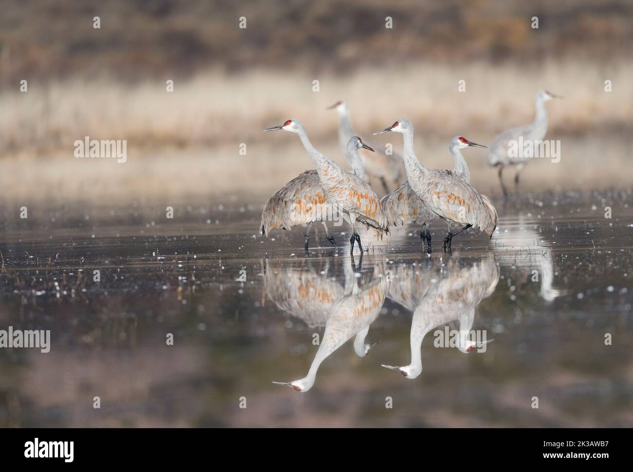 Silent cranes hi-res stock photography and images - Alamy Silent cranes hi-res stock photography and images - Alamy