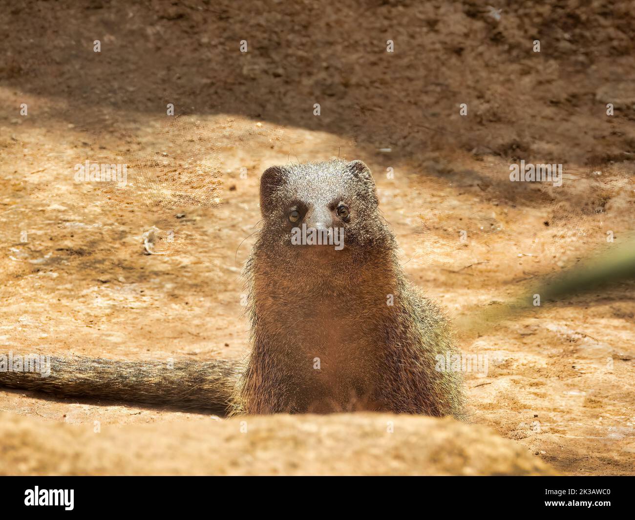 A closeup of a cute Egyptian mongoose (Herpestes ichneumon Stock Photo ...