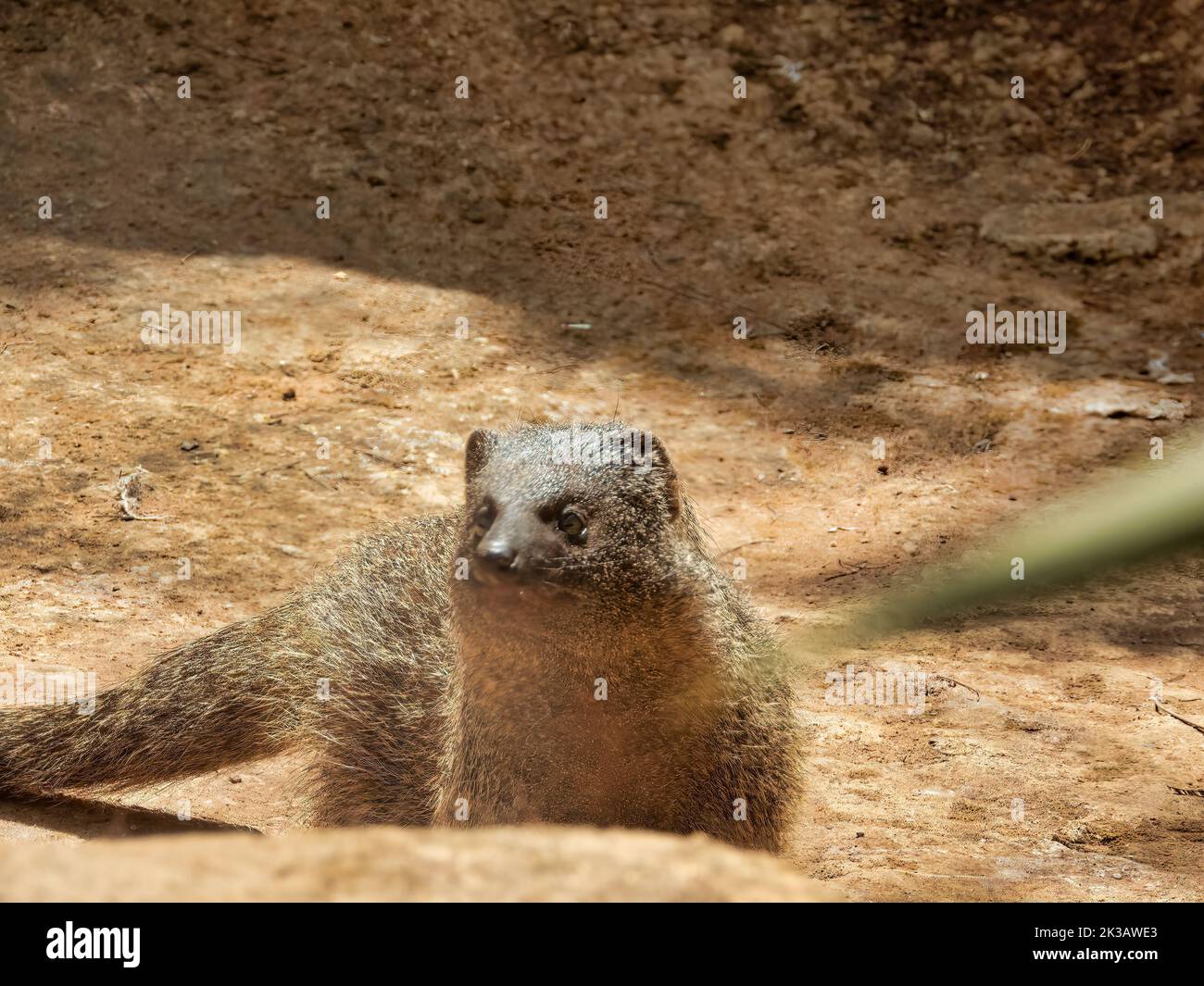 A closeup of a cute Egyptian mongoose (Herpestes ichneumon Stock Photo ...