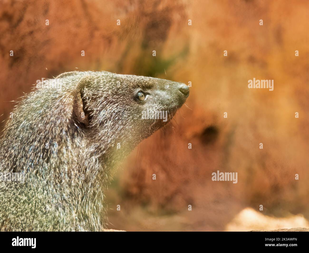 Egyptian Mongoose Egyptian Mongoose | Animals Wiki | Fandom