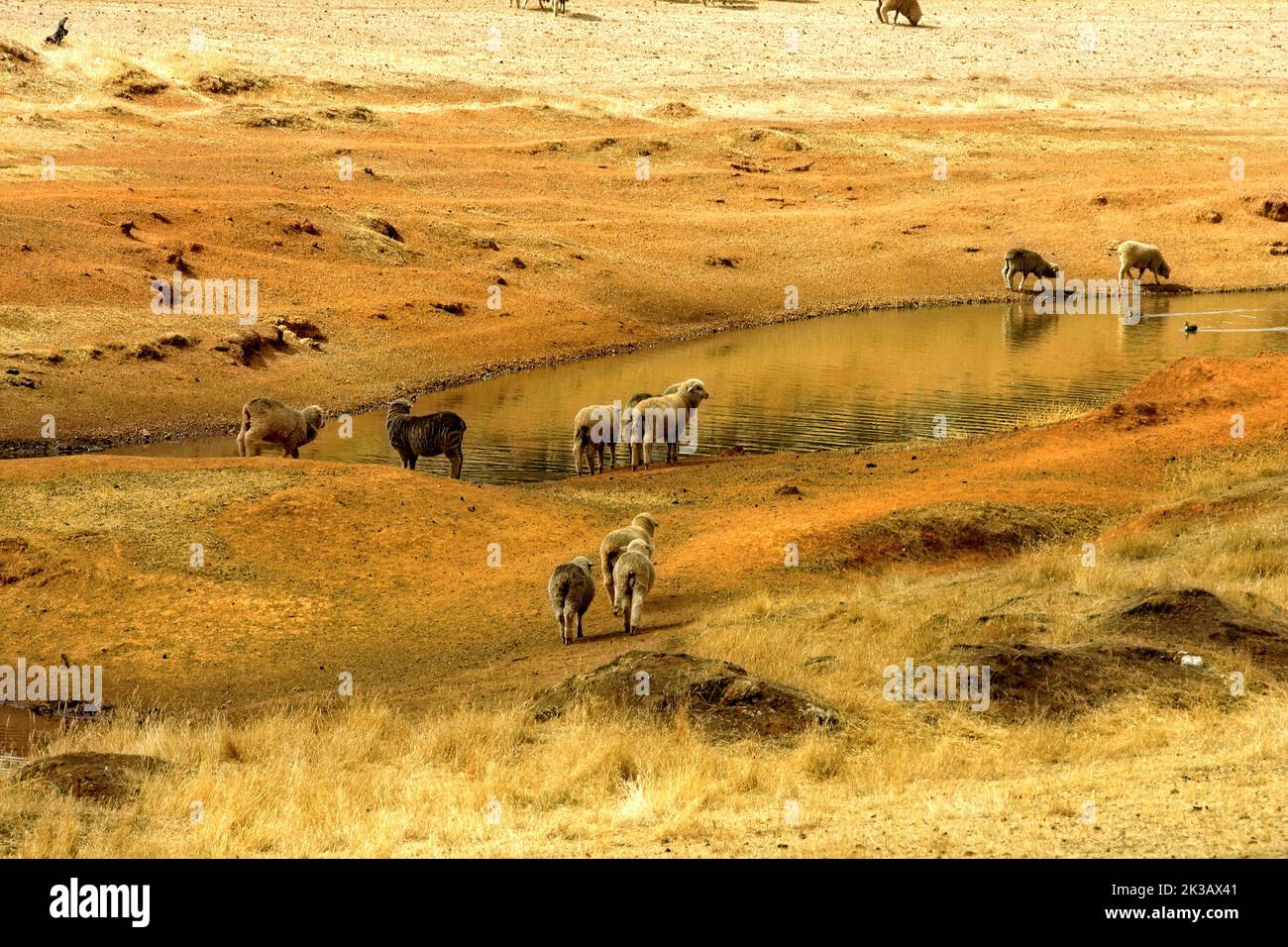 Australian sheep on farmland, great southern district, Southwest ...